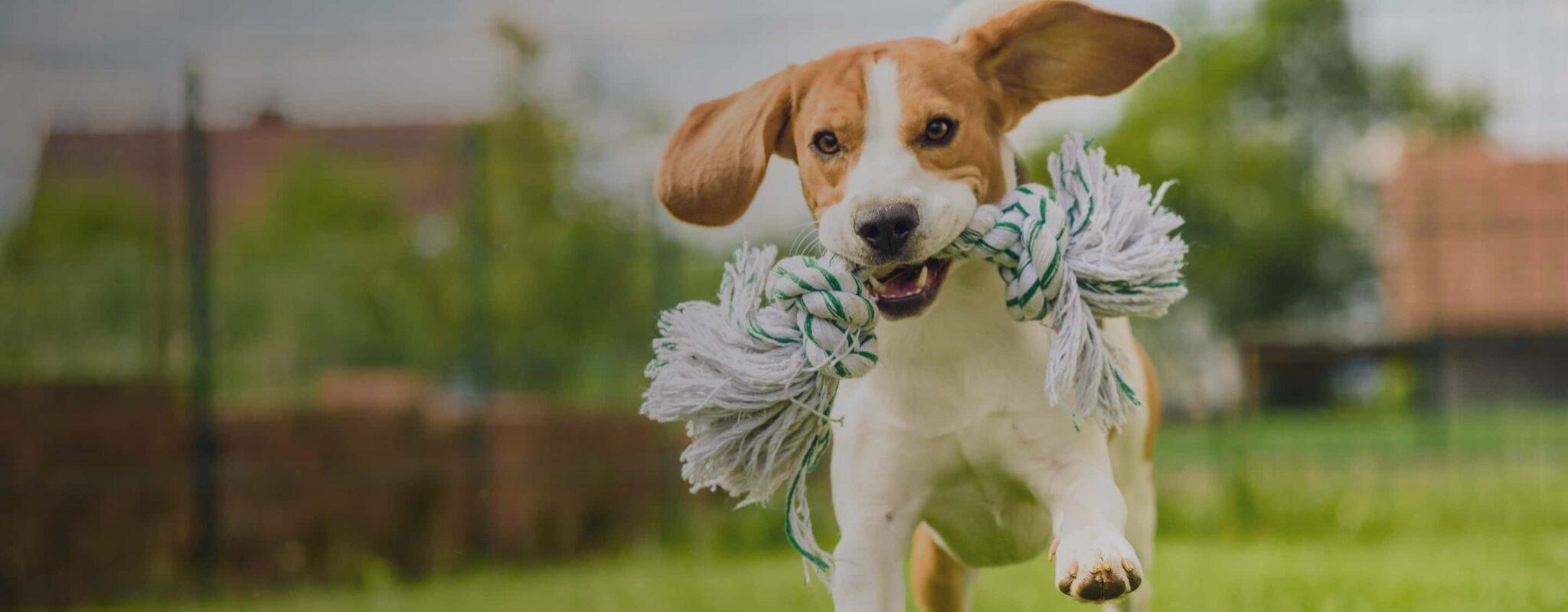 Pet Resort in Oxford, MS - Boarding, Grooming & More - Crossroads ...